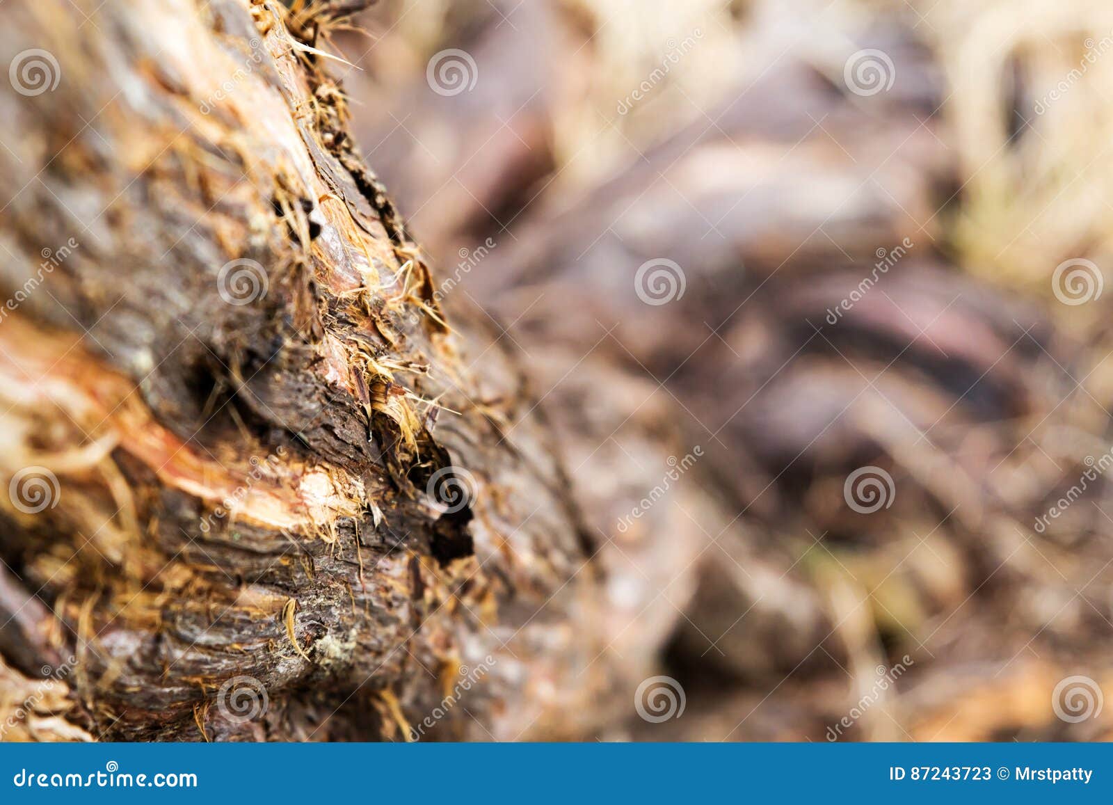 Close Up of Tree Bark with Camera Angle Toward Tree Roots Stock Image ...