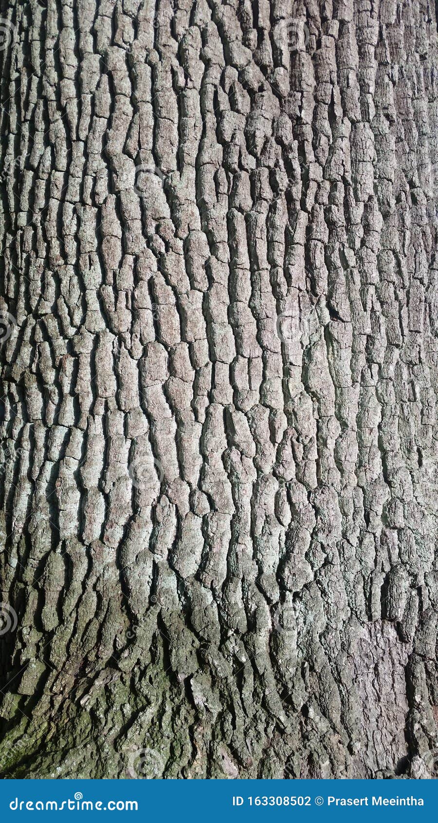Furrow. Tree Bark Textures stock photo. Image of plants - 163308502