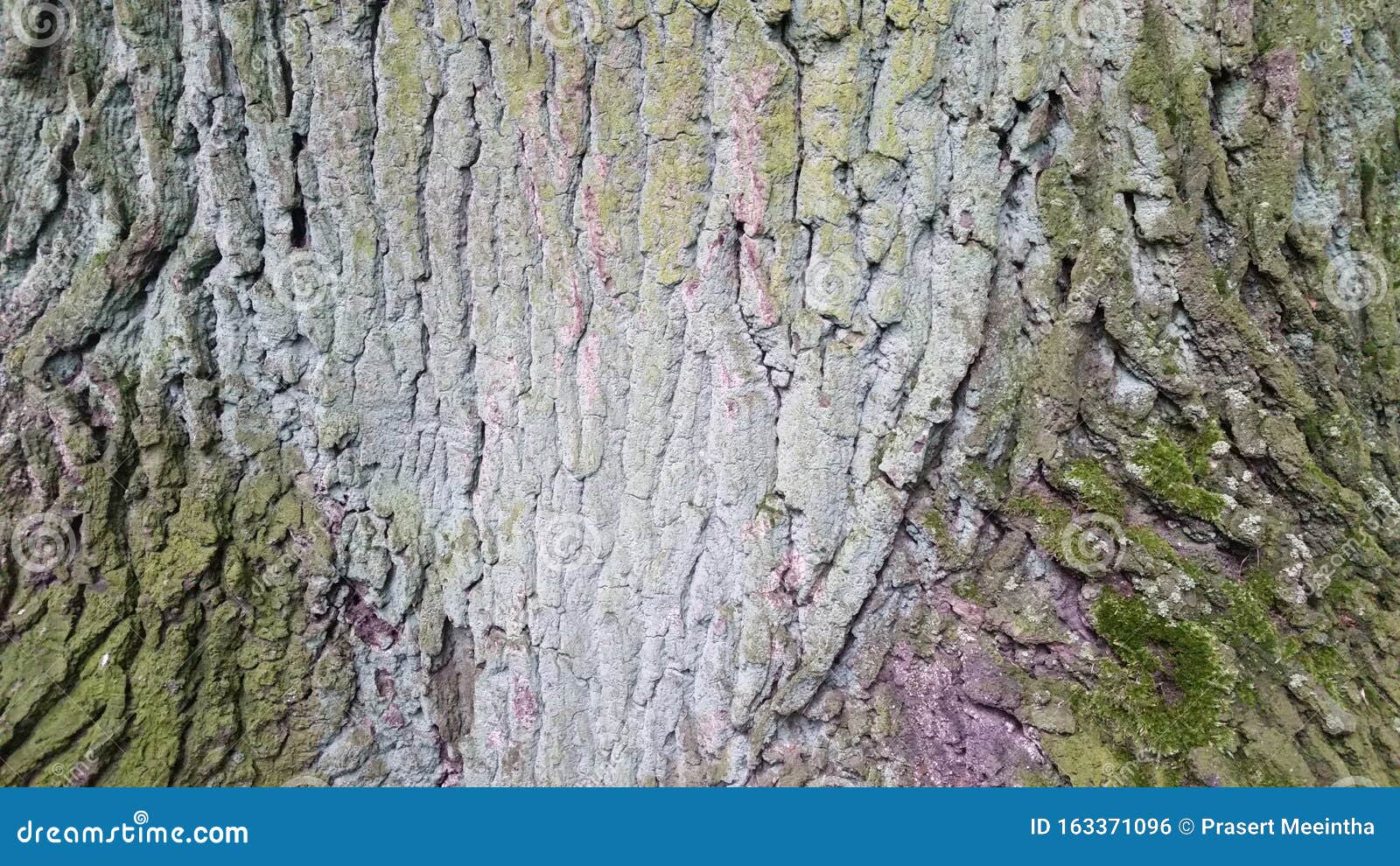 Colorful Tree Bark Textures Stock Photo - Image of forest, brown: 163371096