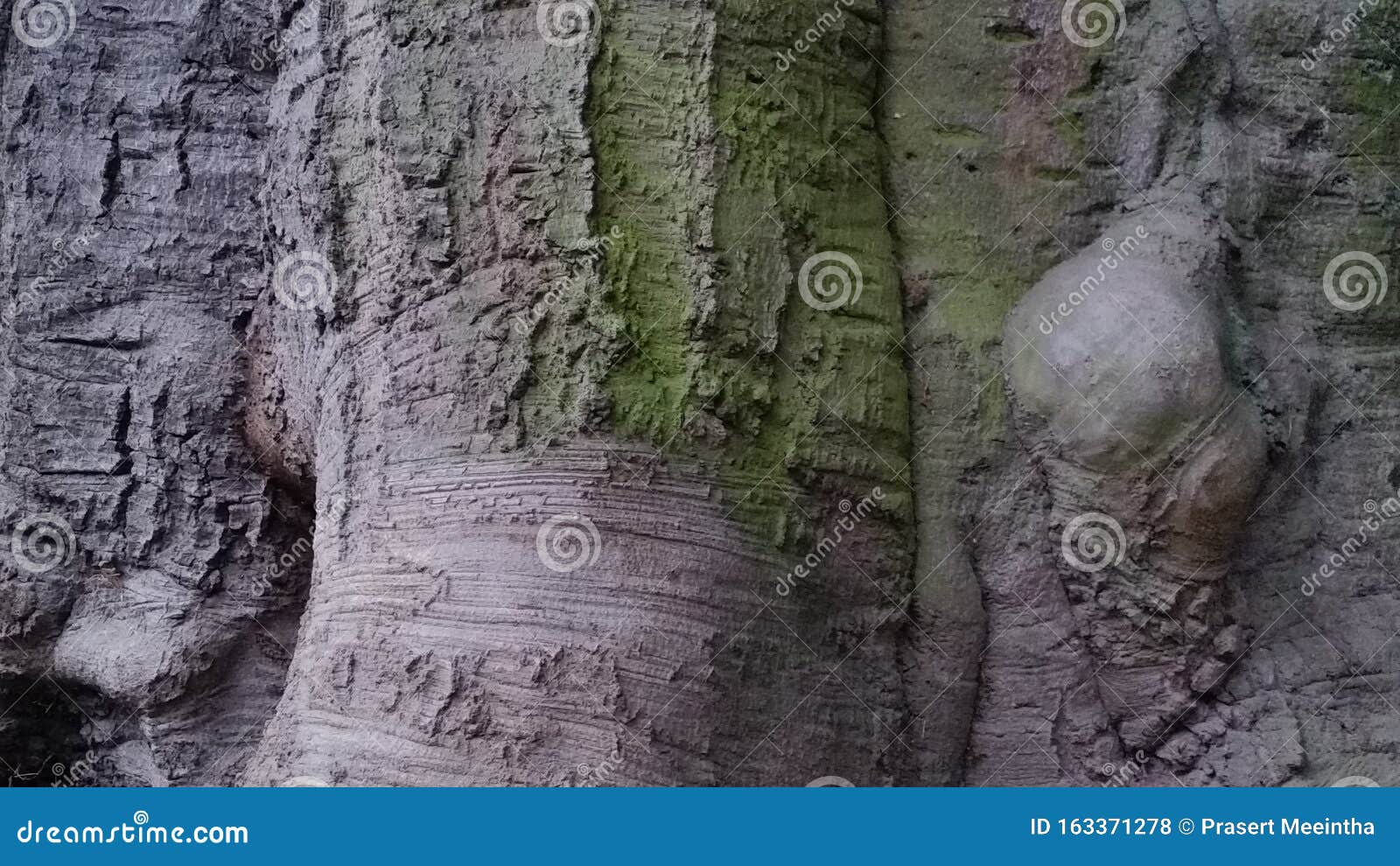 Furrow. Tree Bark Textures stock photo. Image of close - 163371278