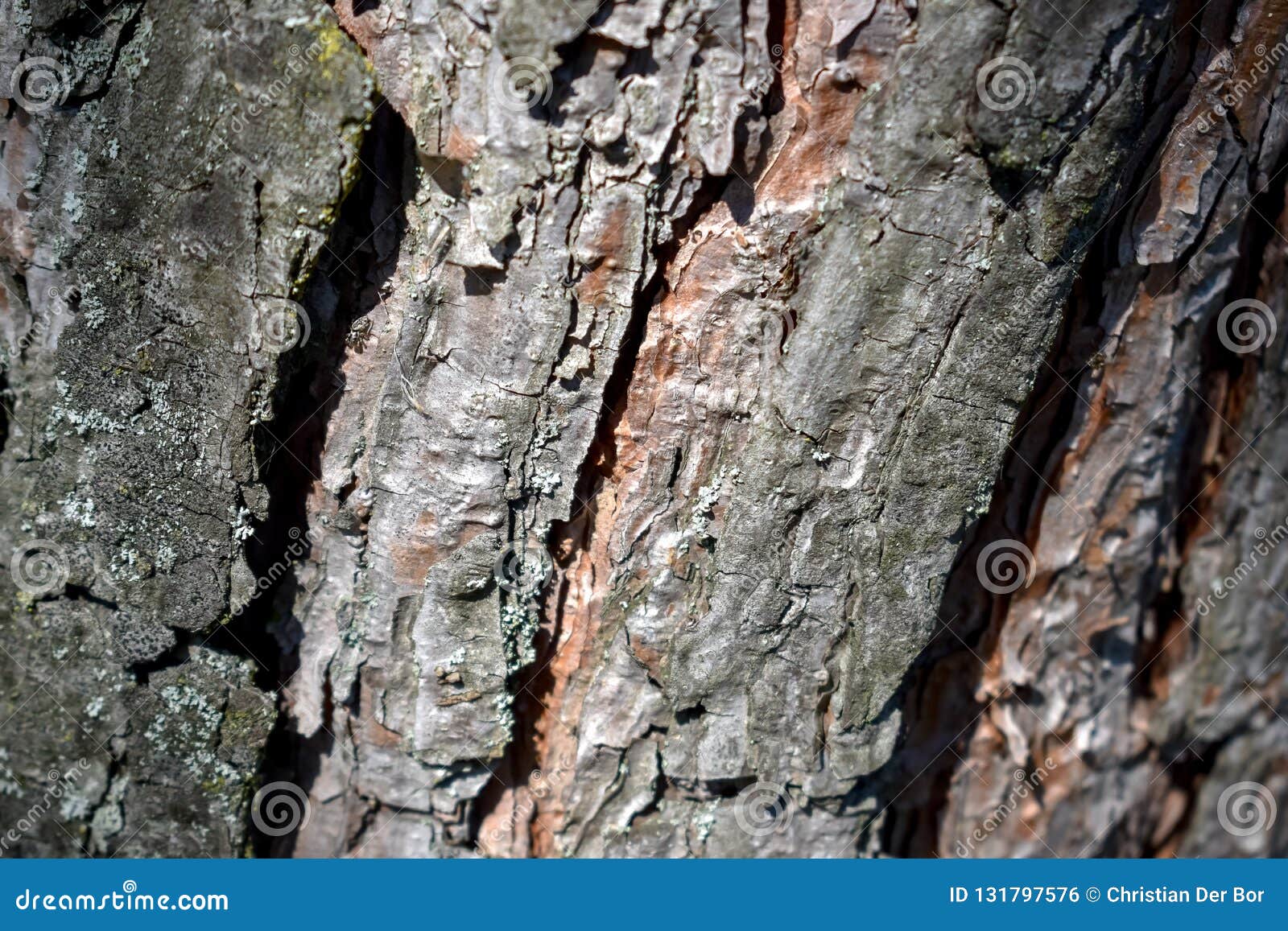 Close-up of a tree bark stock photo. Image of wood, nature - 131797576