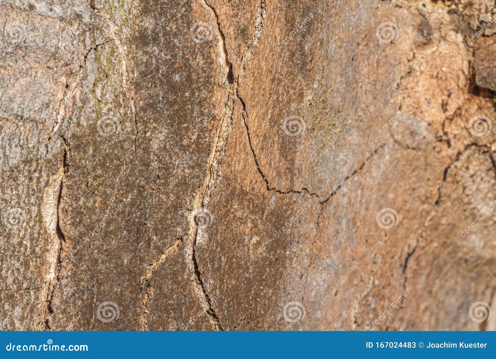 Close-up of a tree bark stock image. Image of lichen - 167024483