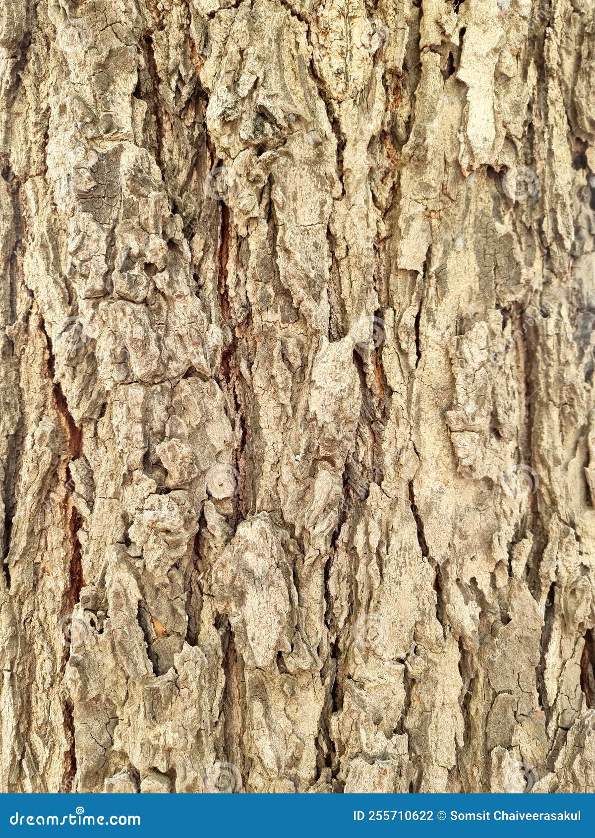 Close-up of tree bark stock photo. Image of design, close - 255710622