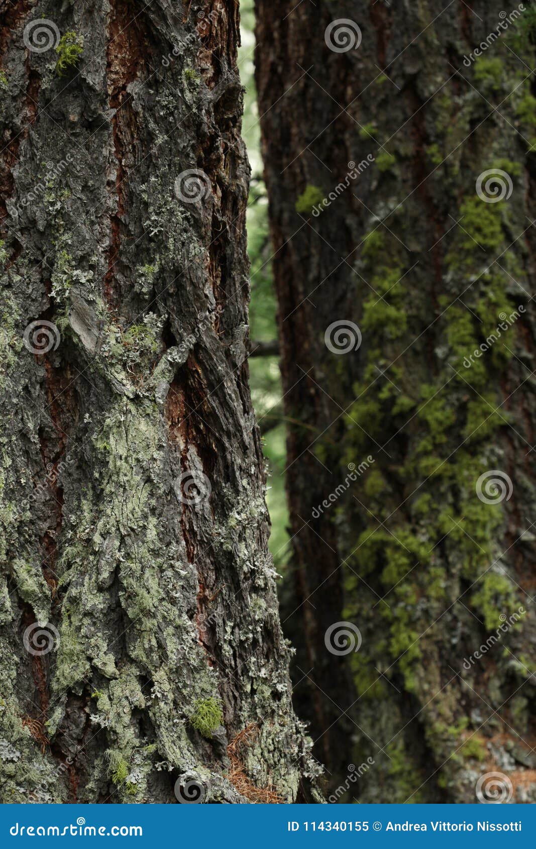 Close up on conifer bark stock image. Image of close - 114340155