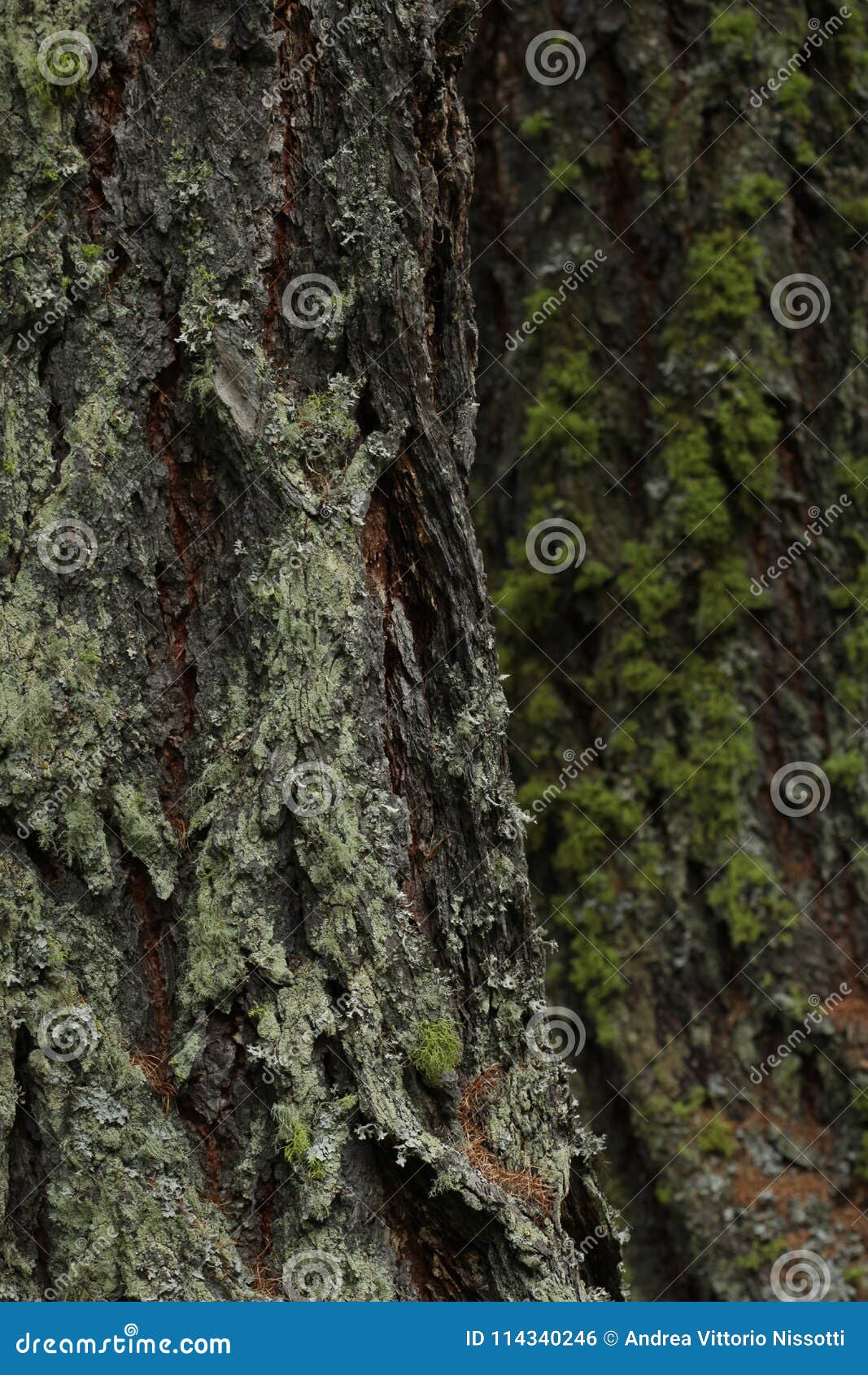 Close up on conifer bark stock photo. Image of tree - 114340246