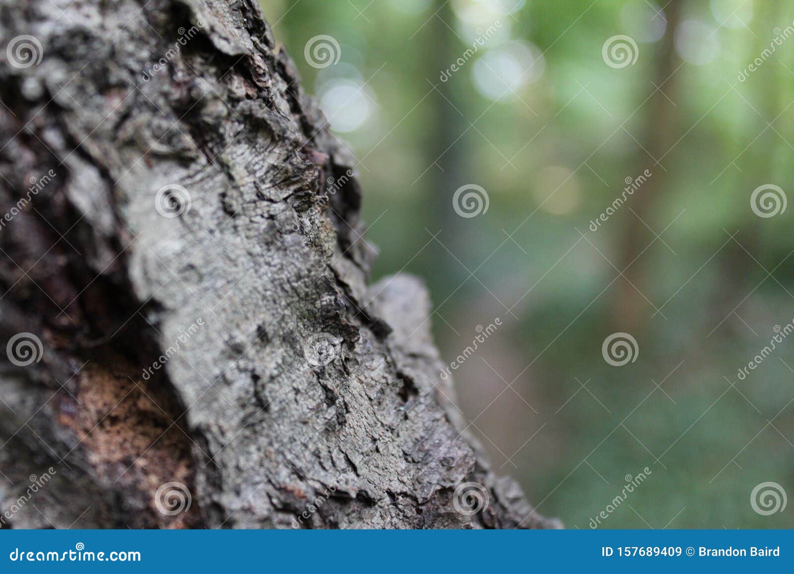 Close-up of Tree Bark with a Faded Winding Path in the Background Stock ...