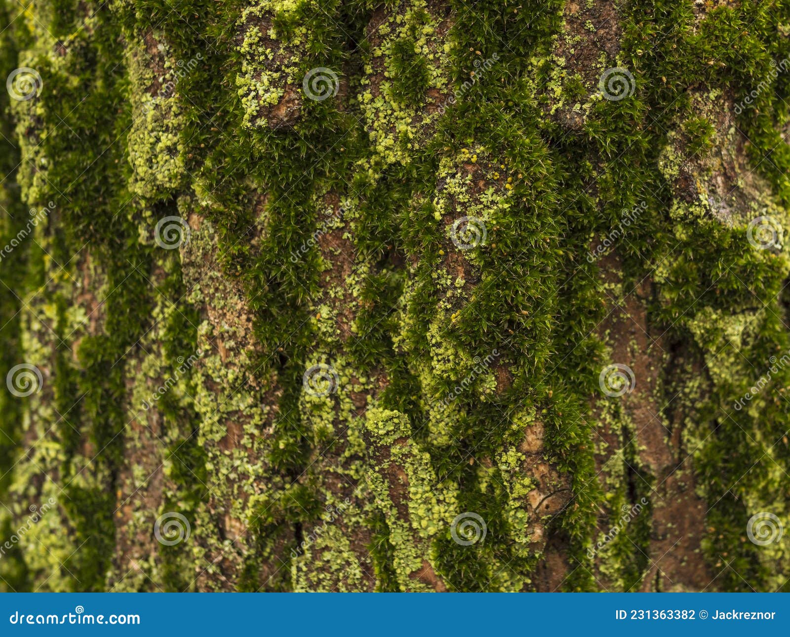 Close Up of Tree Bark with Green Moss Stock Photo - Image of outdoor ...
