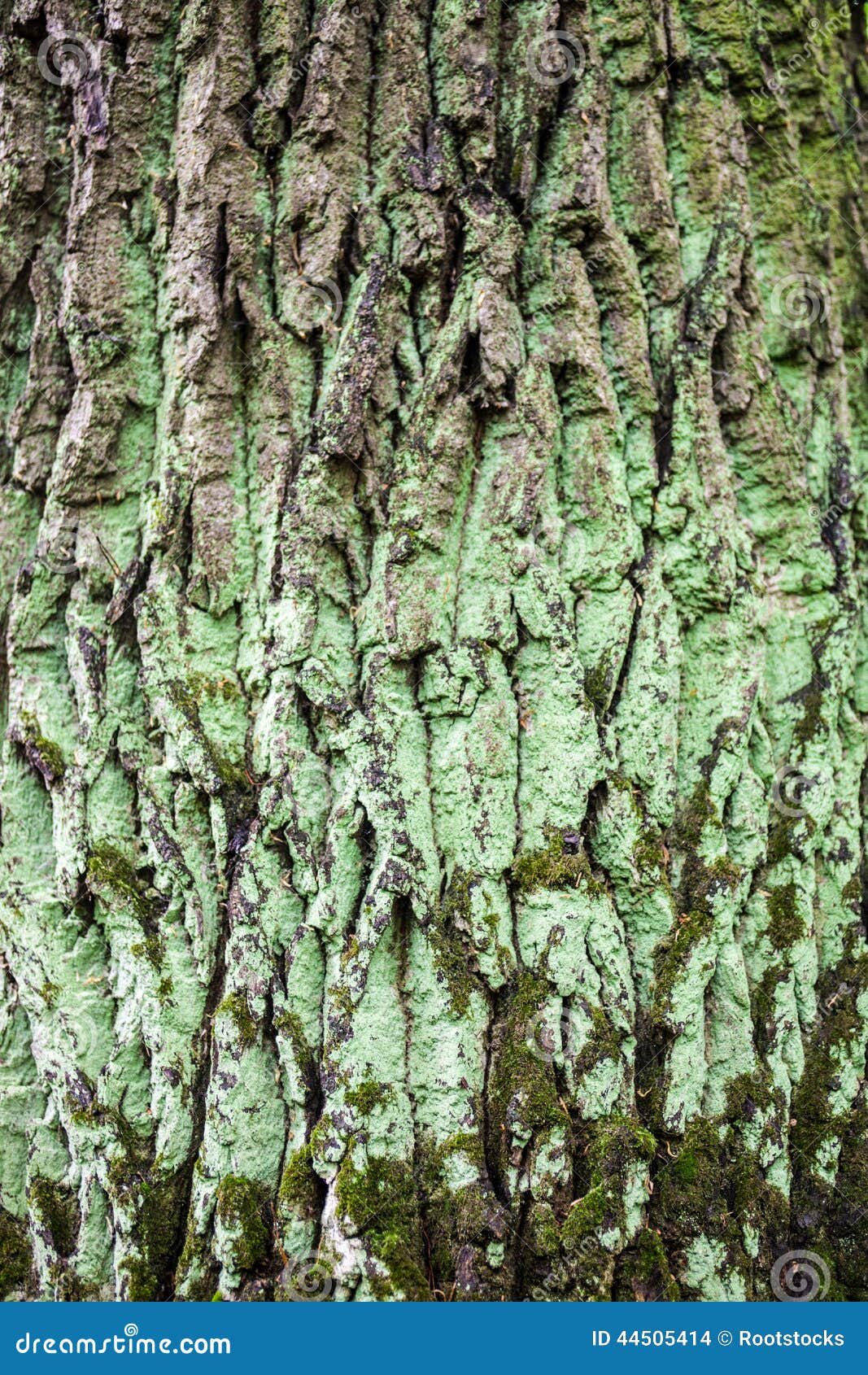 Close Up of the Tree Bark with Green Moss Stock Photo - Image of moss ...