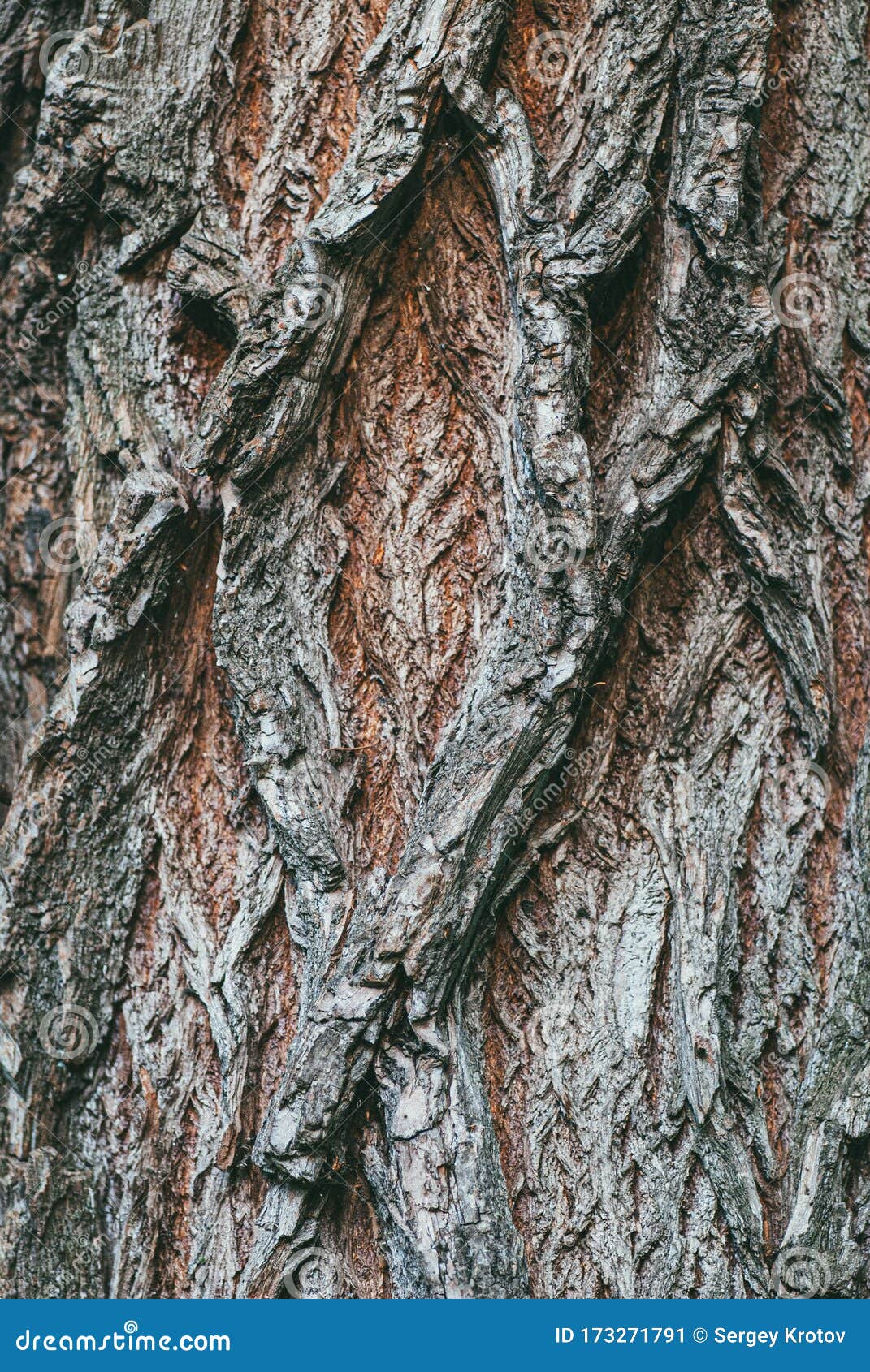 Close Up of Tree Bark Illuminated by a Soft Sunless Sky Stock Image ...