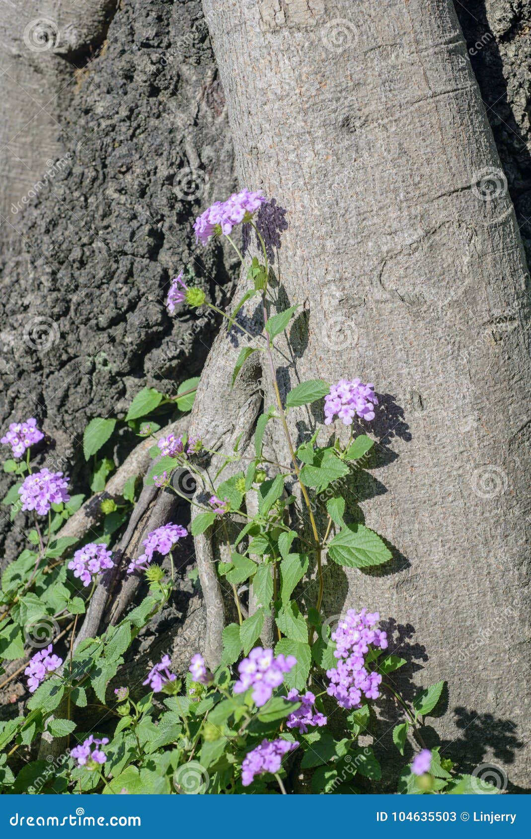 Jungle flame purple flower stock image. Image of ixora - 104635503