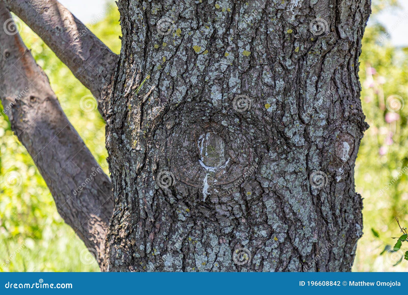 Close Up Tree Bark. Old Tree Branch Stump Scar Stock Photo - Image of ...