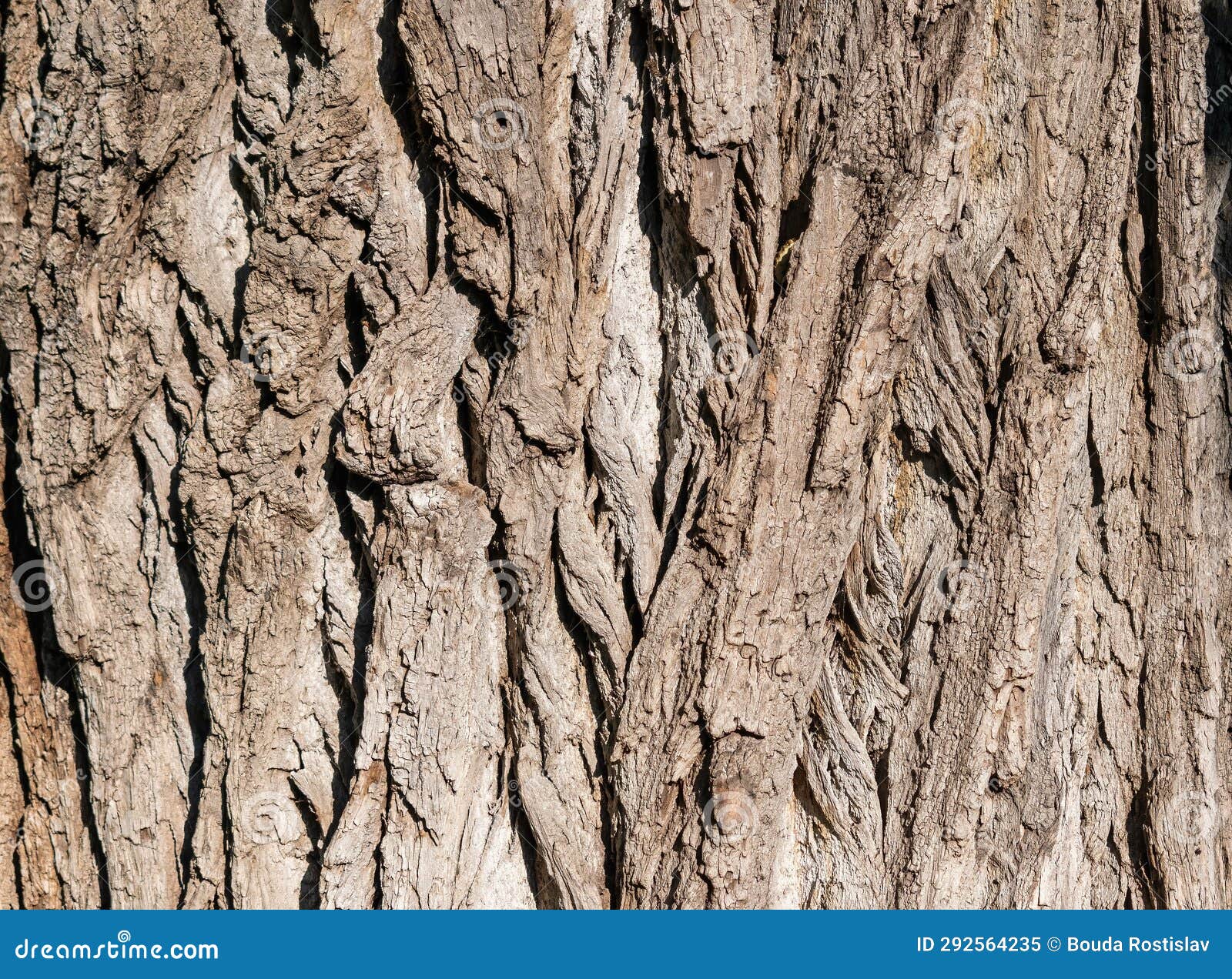 Close-up of Tree Bark of an Old Oak Tree Stock Image - Image of grain ...