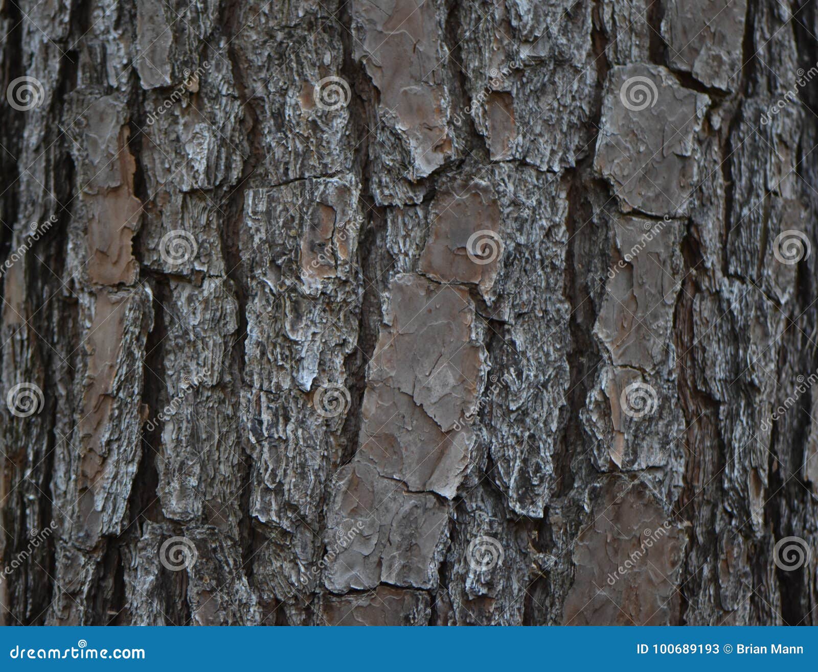 Close Up of Pine Tree Bark Pattern Stock Image - Image of rustic ...