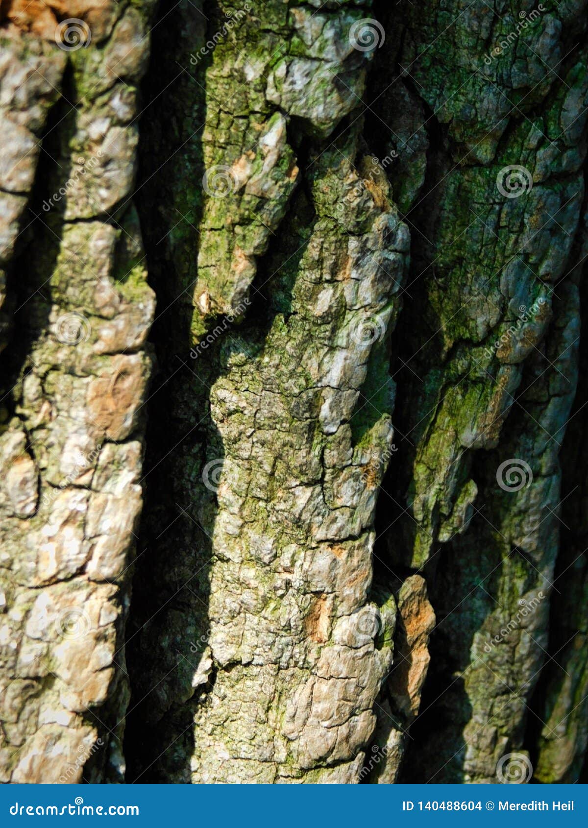 Close Up of Rough Tree Bark Stock Photo - Image of trunk, detailed ...