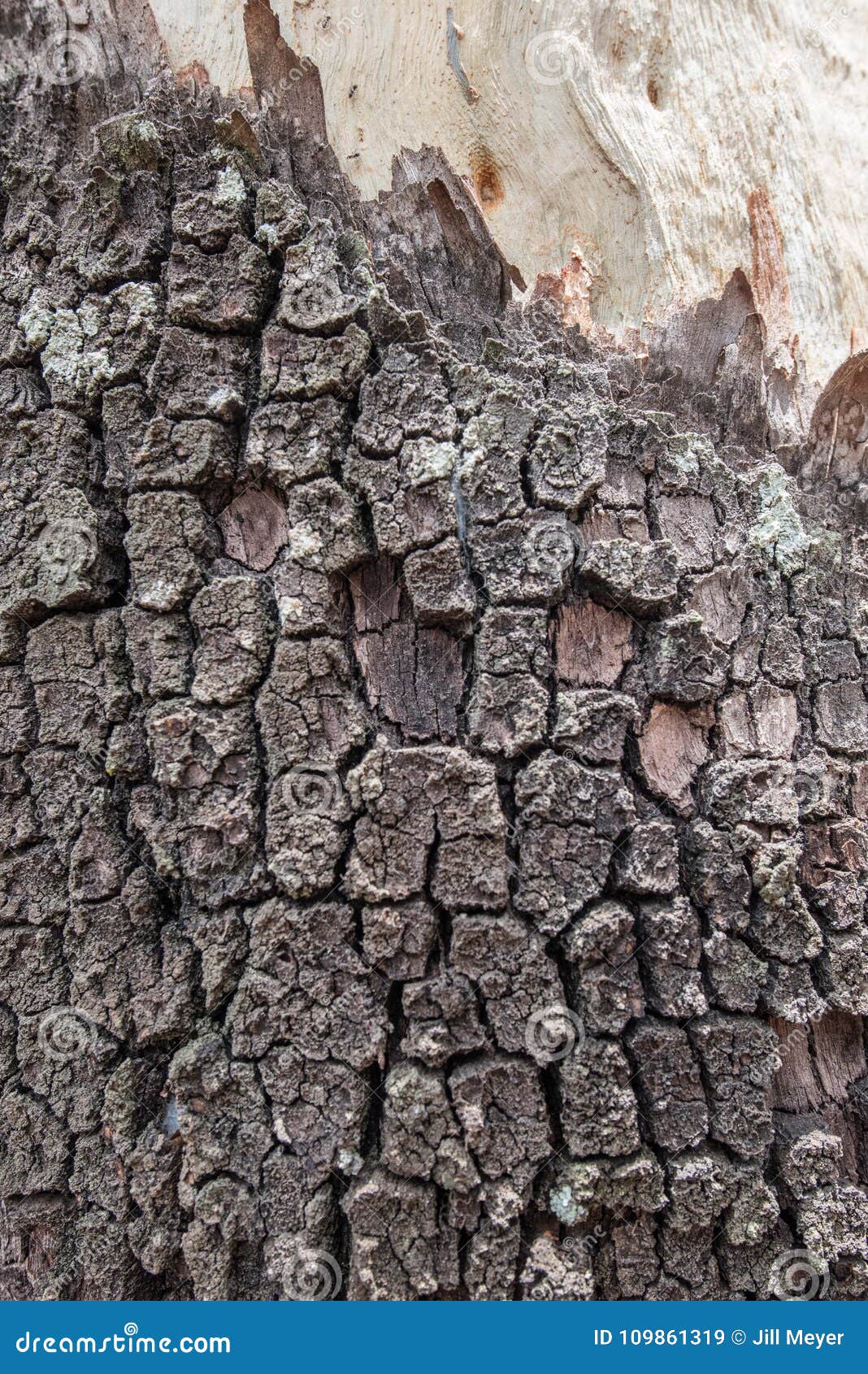 Tree Bark stock image. Image of close, brown, shedding - 109861319
