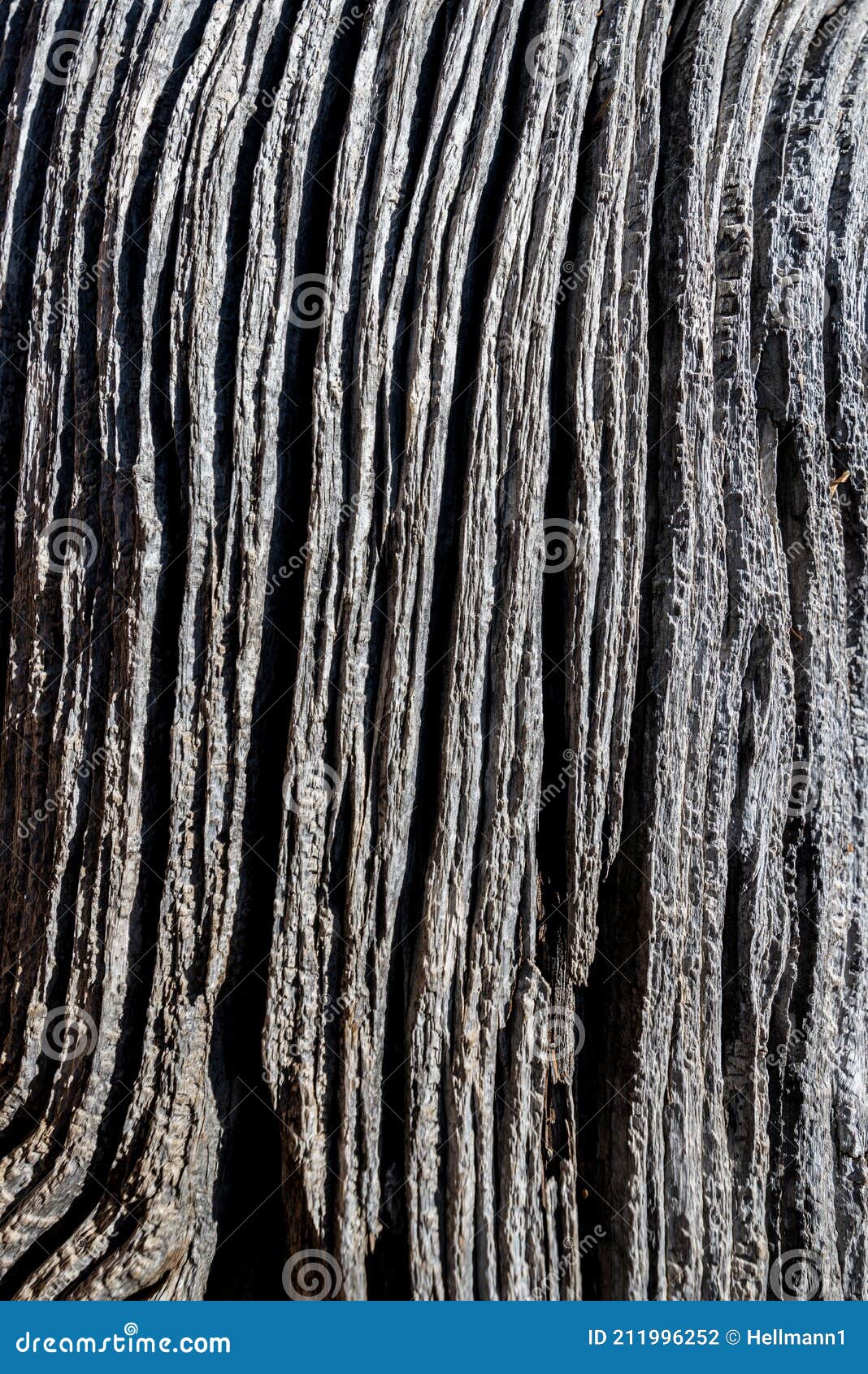 Tree Bark Structure stock photo. Image of grain, white - 211996252