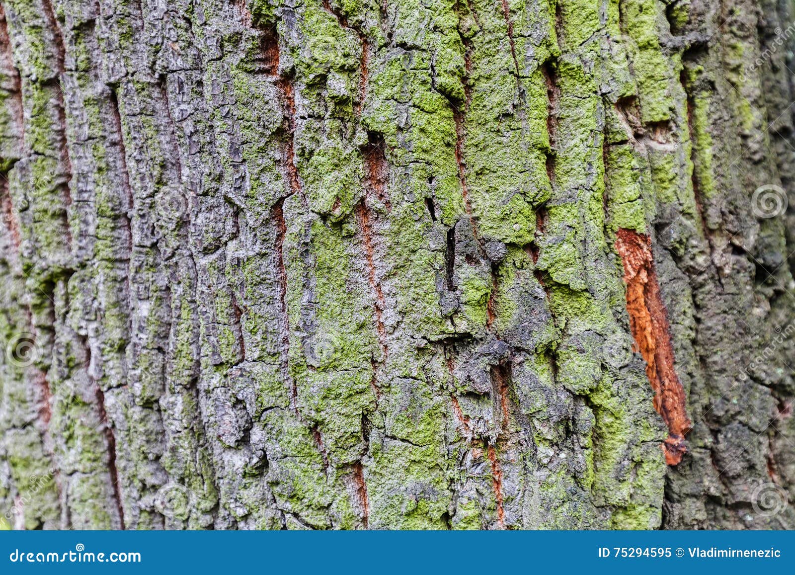 Tree bark structure stock image. Image of texture, forest - 75294595
