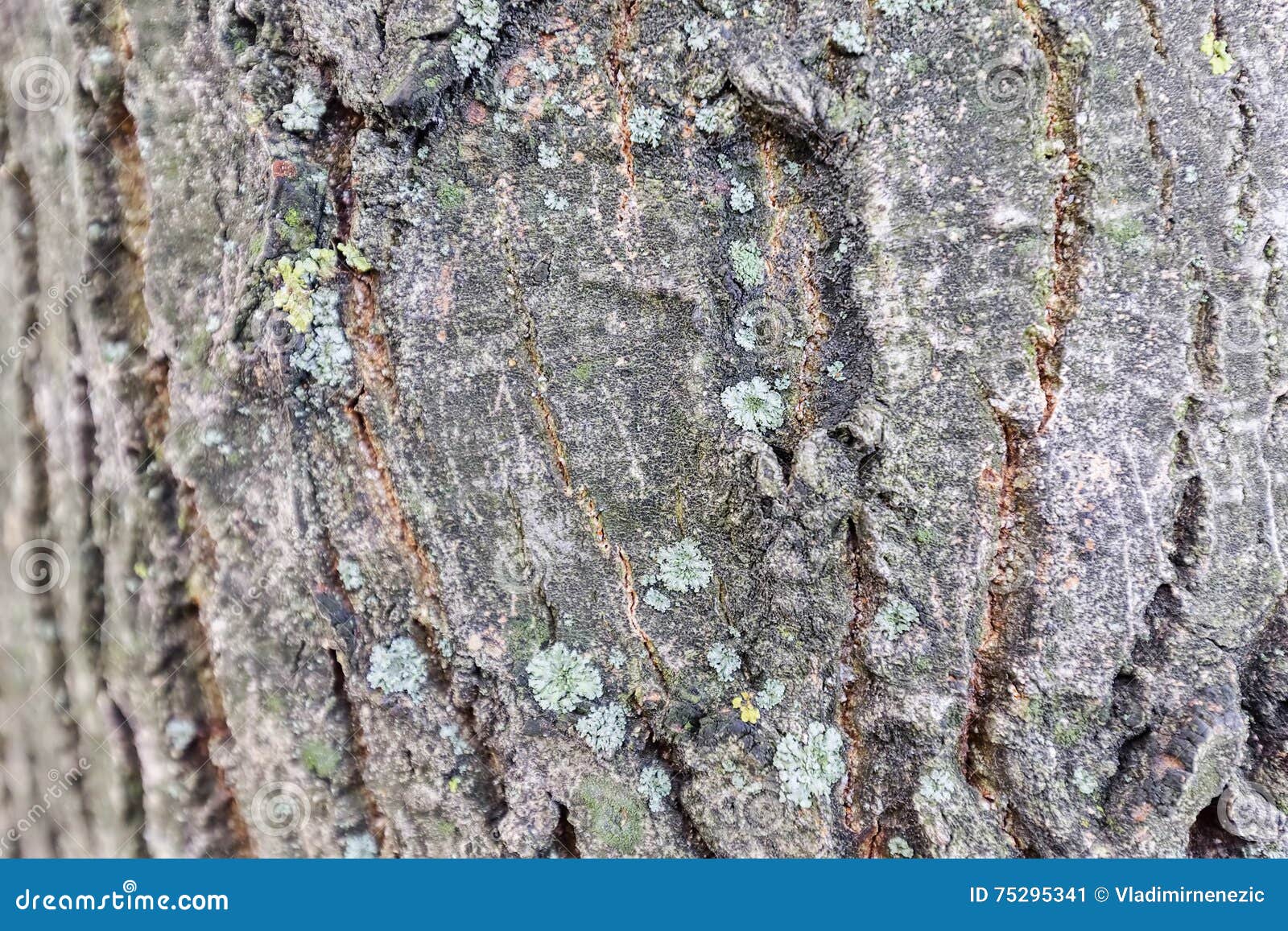 Tree bark structure stock image. Image of moss, natural - 75295341