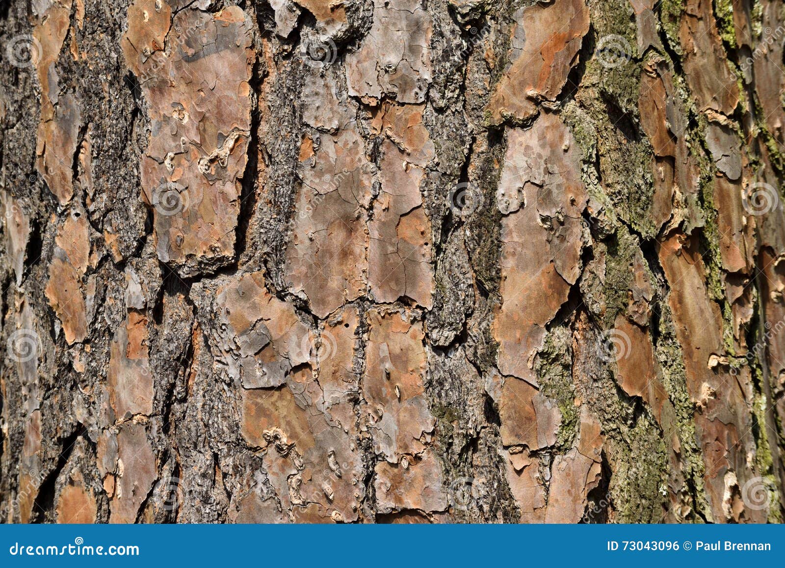 Close up on tree bark stock photo. Image of natural, bark - 73043096