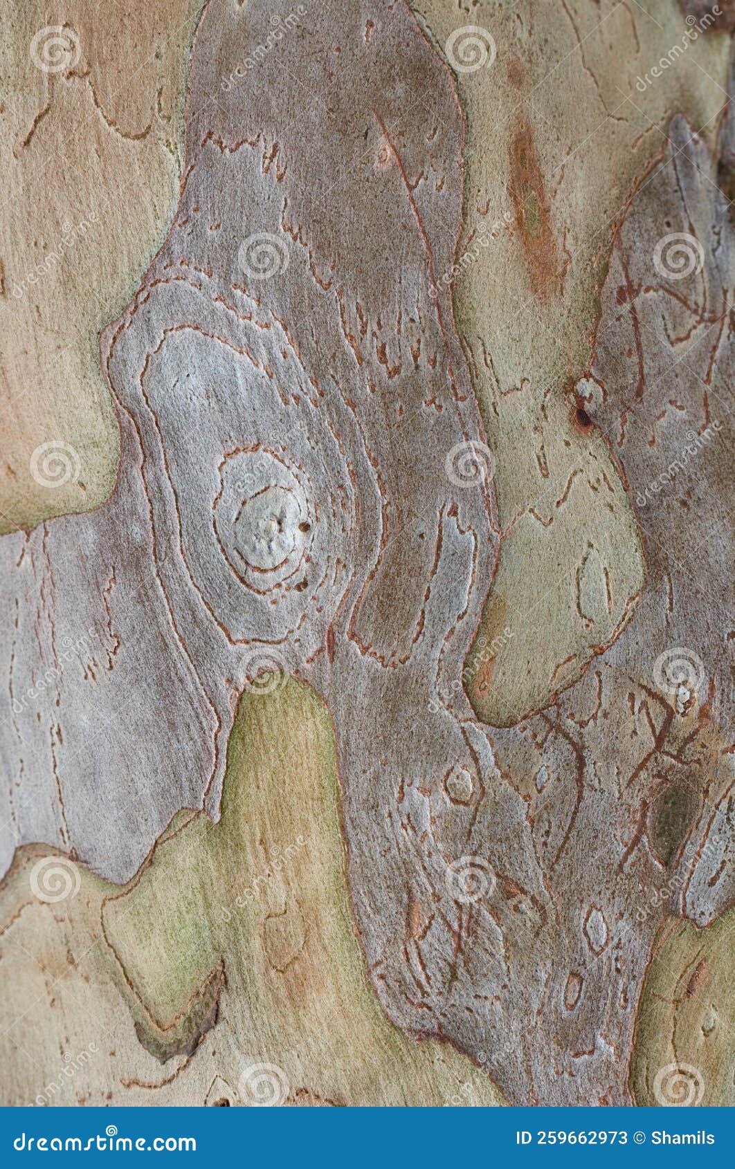 Close-up of Tree Bark Texture Background Stock Image - Image of forest ...
