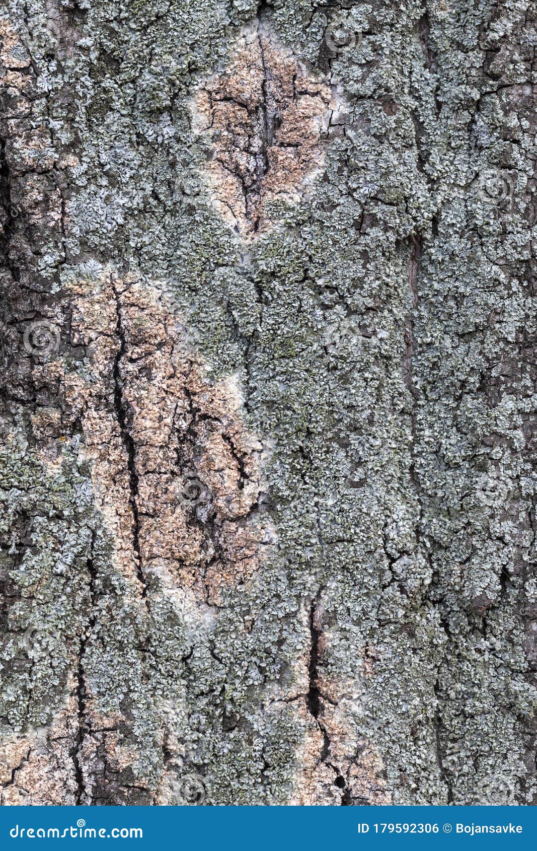 Close Up Tree Bark Texture for Backgrounds or Overlay Stock Photo ...