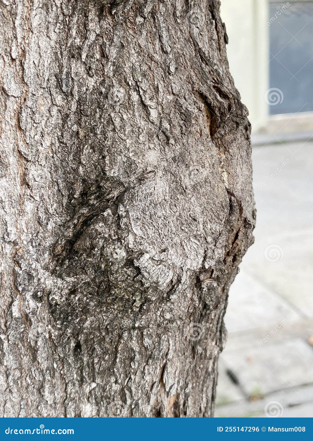 Close up tree bark texture stock photo. Image of macro - 255147296