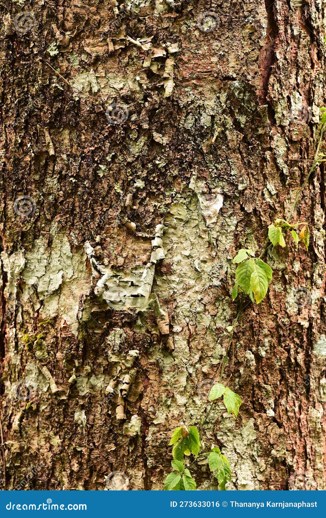 Close Up of Tree Bark Texture Stock Photo - Image of ecology, aged ...
