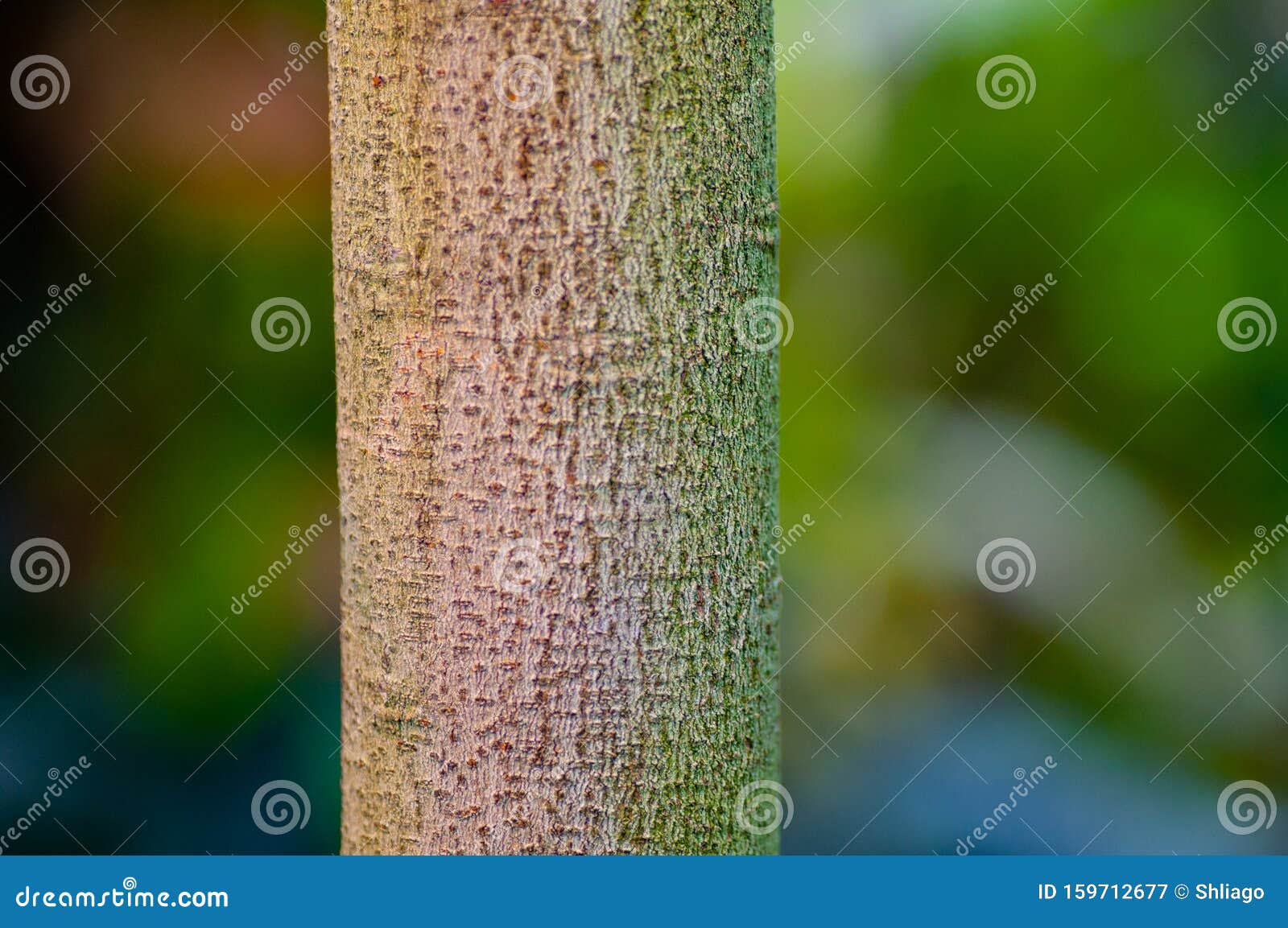 Close-up of Tree Bark with Texture on Colorful Background Stock Image ...