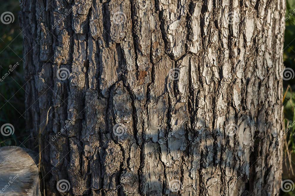 Close-up of Tree Bark Texture. Deep Furrows and Variations in Color and ...