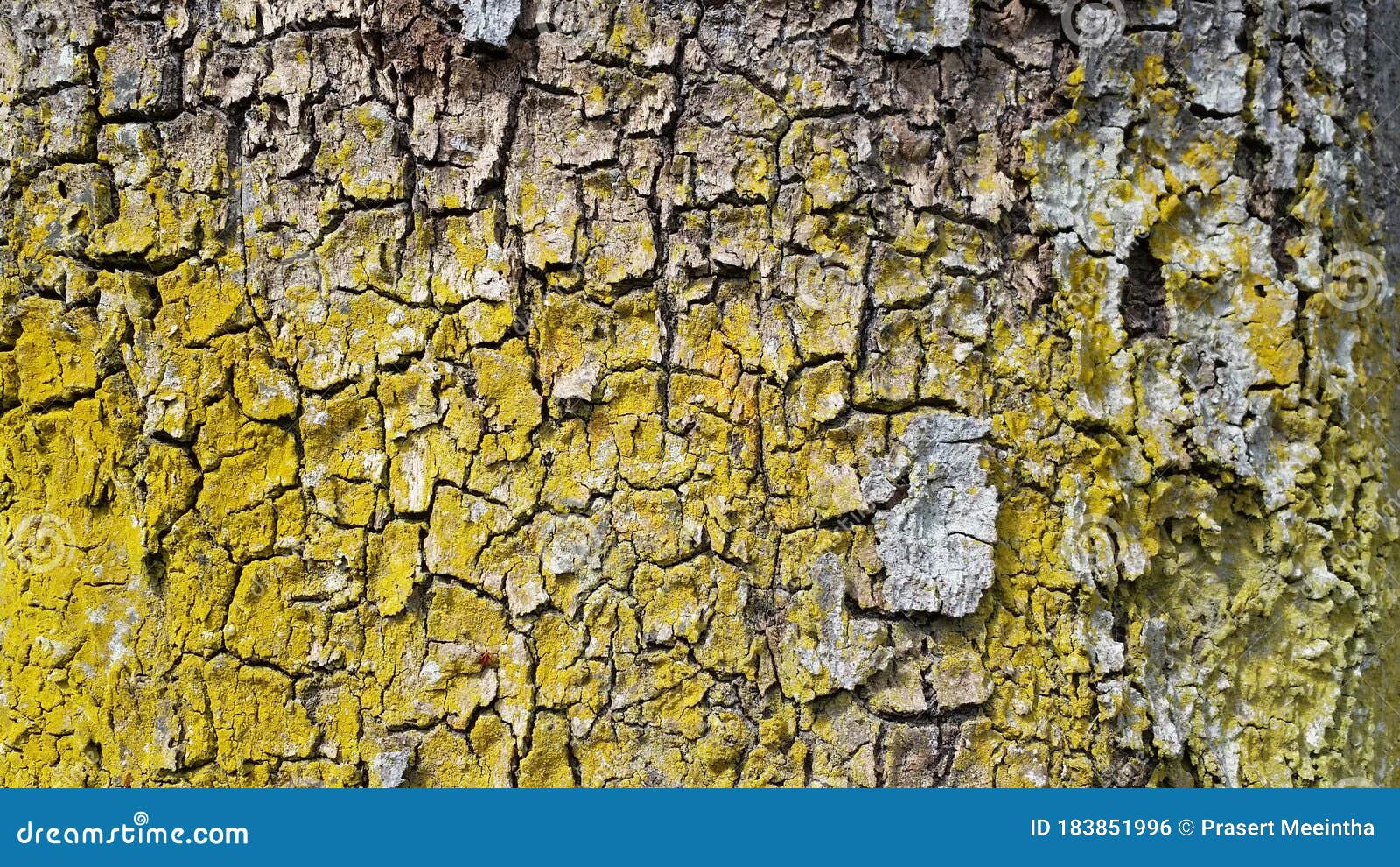 Colorful Tree Bark stock photo. Image of craggy, detail - 183851996