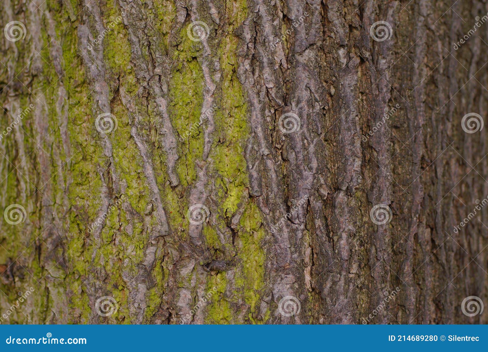 A Deciduous Tree in Close-up. Bark and Moss Structure in Natural ...