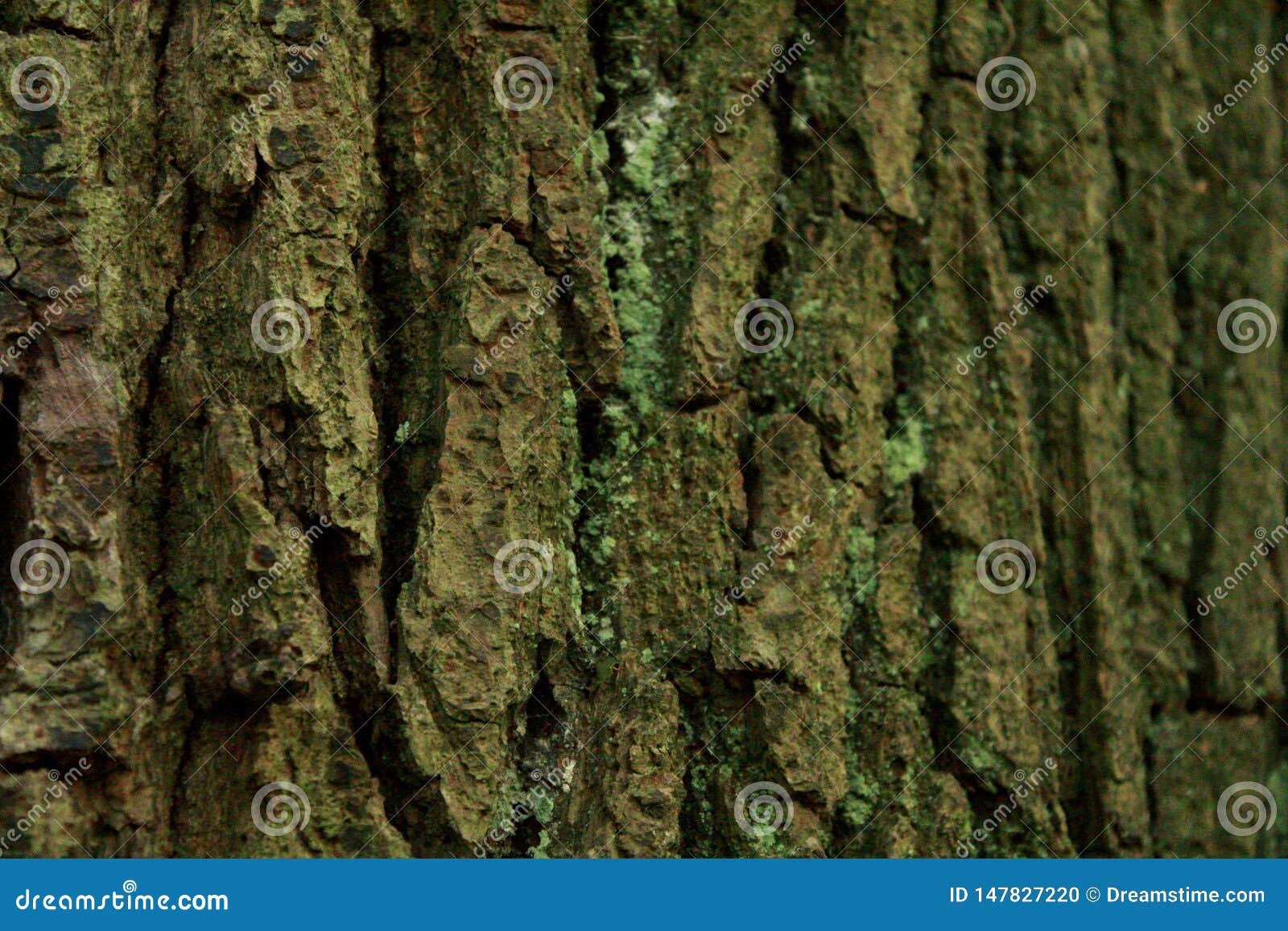 Close Up Tree Bark in Woods Stock Photo - Image of surface, pattern ...