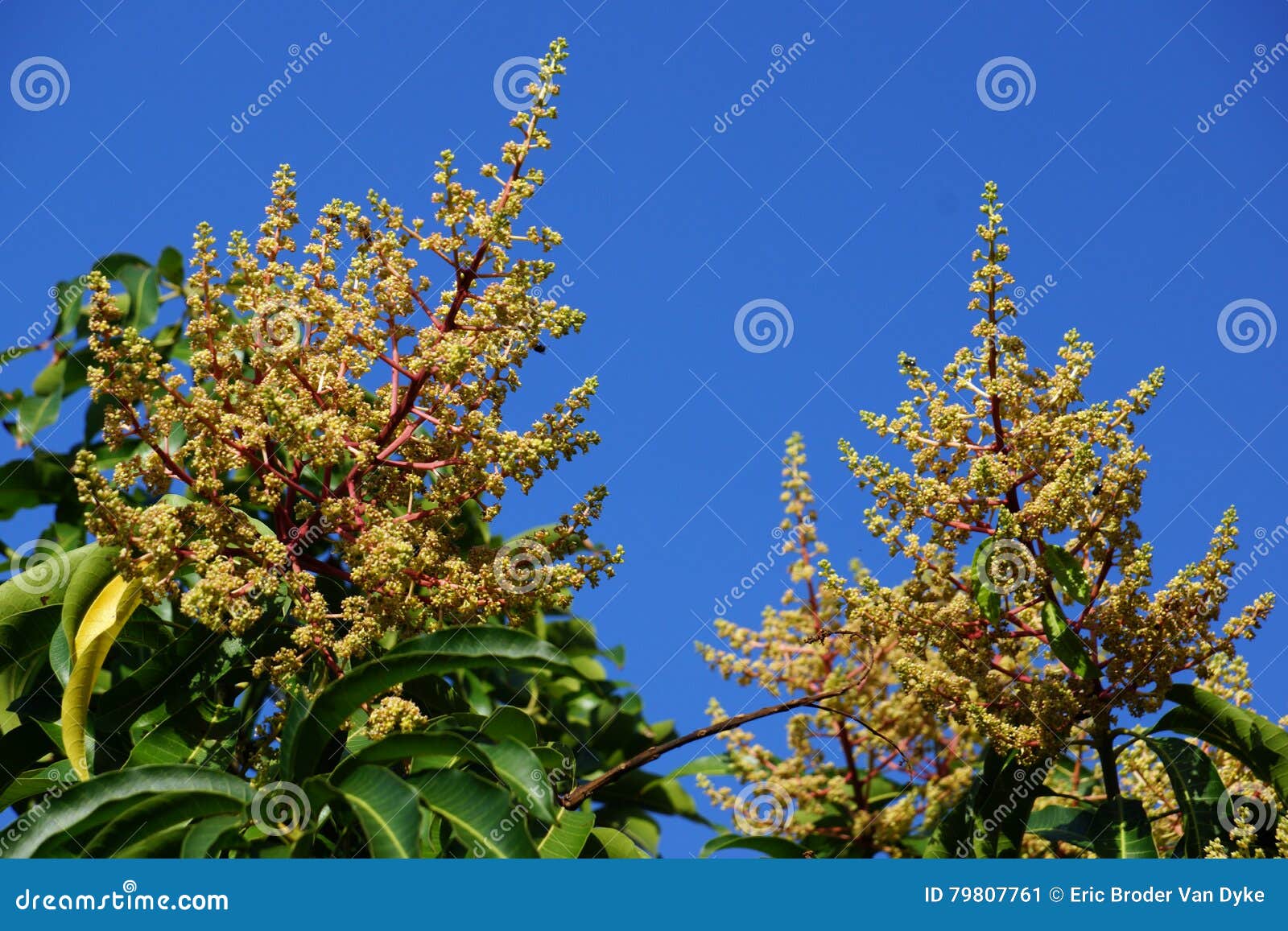 Close-up of Tree Beginning To Bloom with Buds Stock Image - Image of ...
