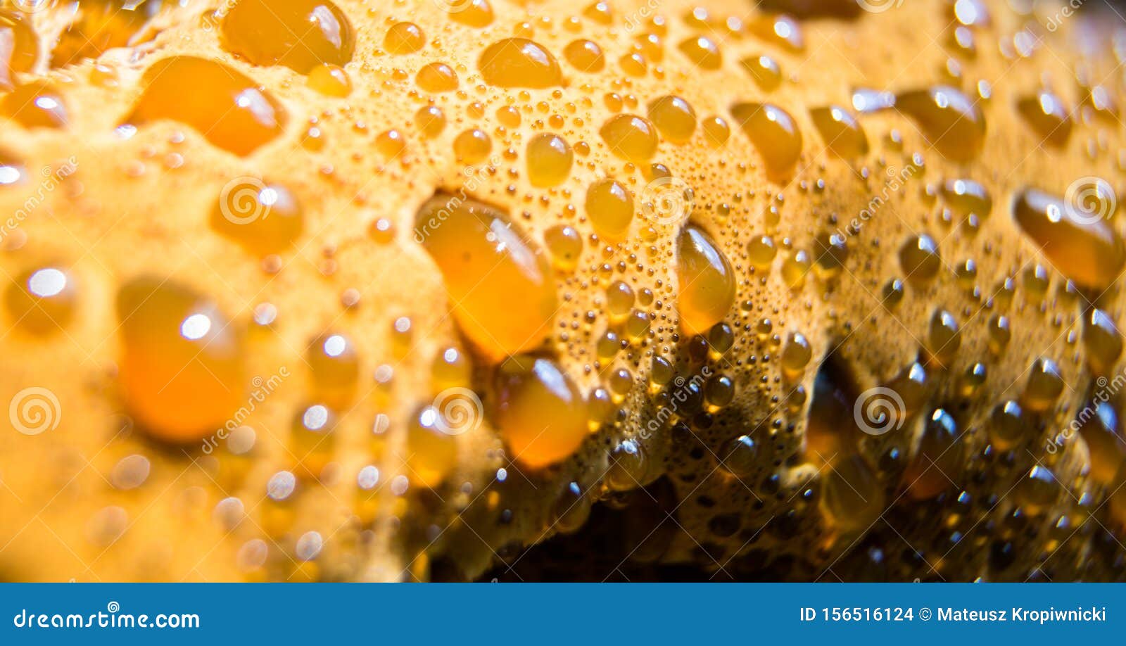 Close-up on Tree Bracket Fungus Surface with Red Condensate Droplets ...