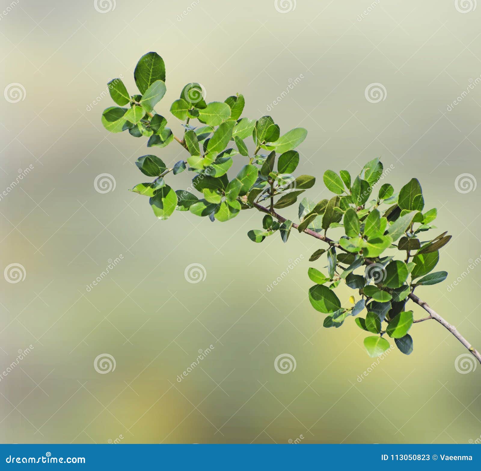 Tree branch stock image. Image of sapling, flora, green - 113050823