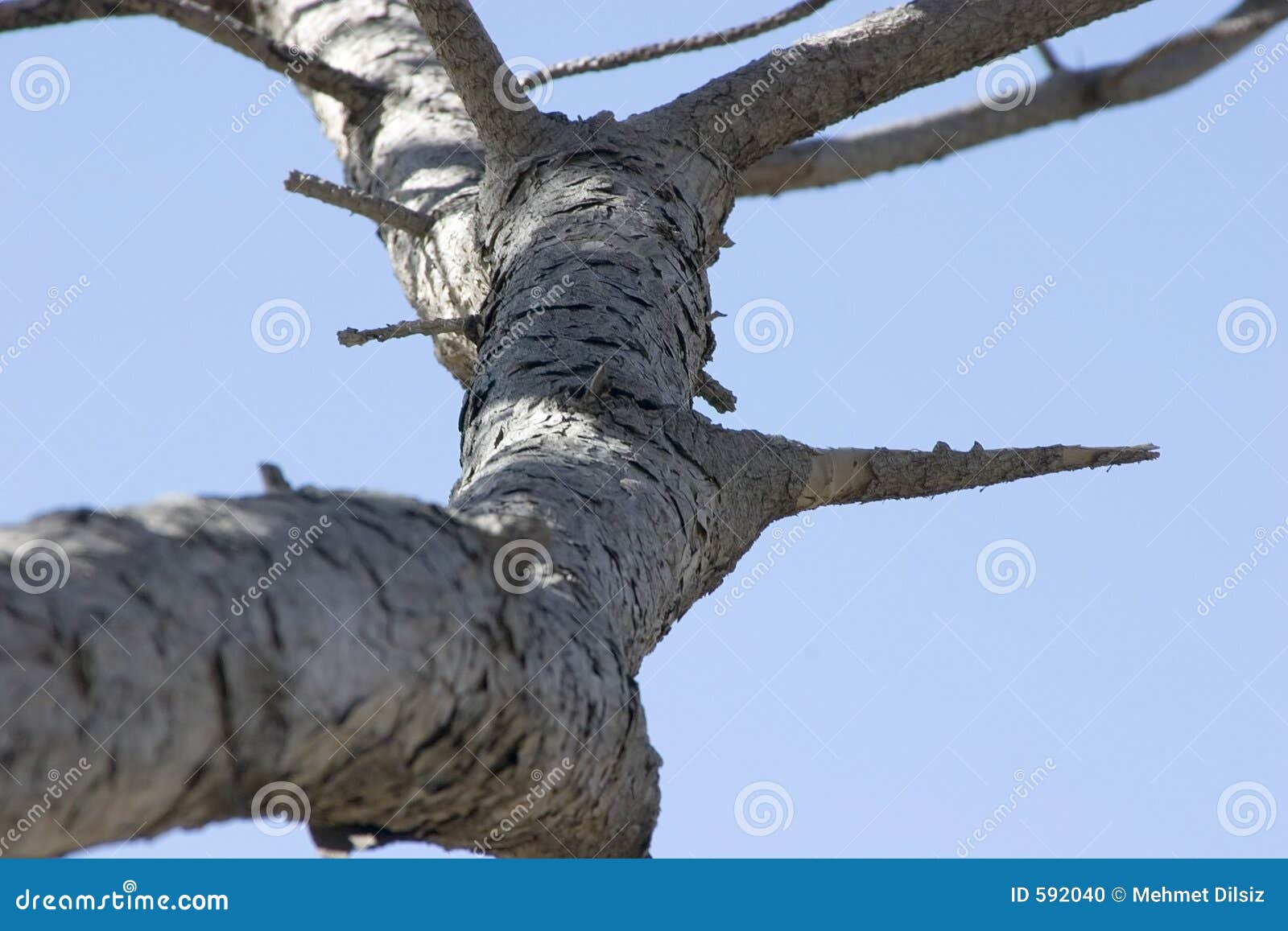 Close up on a Tree Branch stock photo. Image of season - 592040