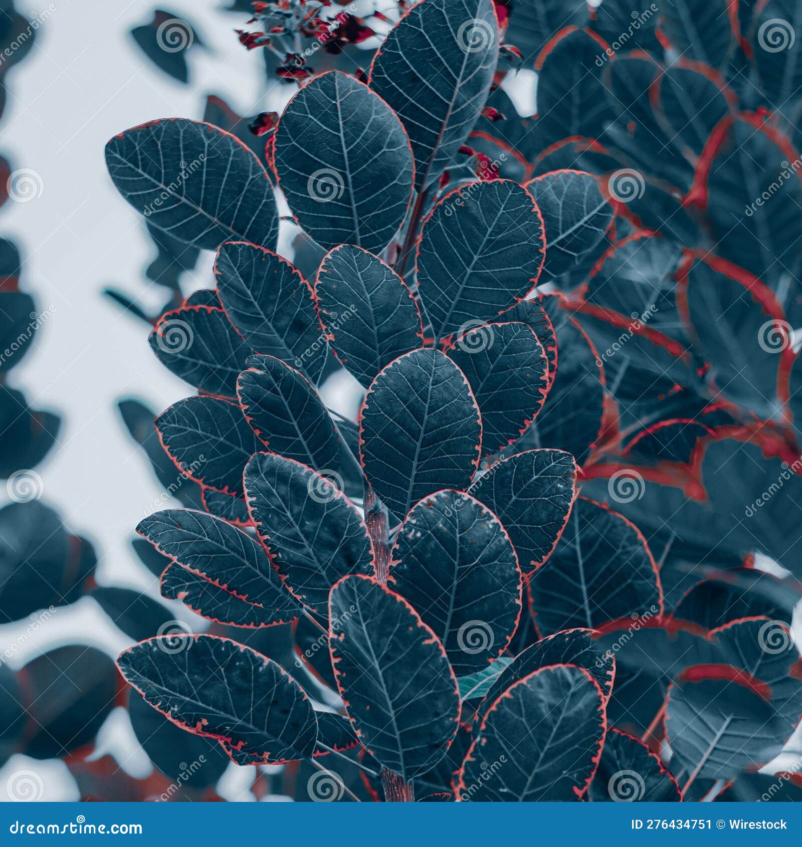 Close-up of a Tree Branch Covered in Dark Foliage with Bright Red Tips ...