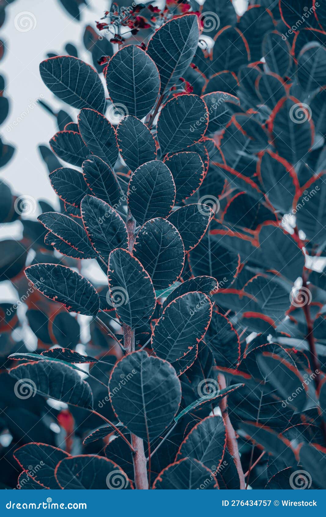 Close-up of a Tree Branch Covered in Dark Foliage with Bright Red Tips ...