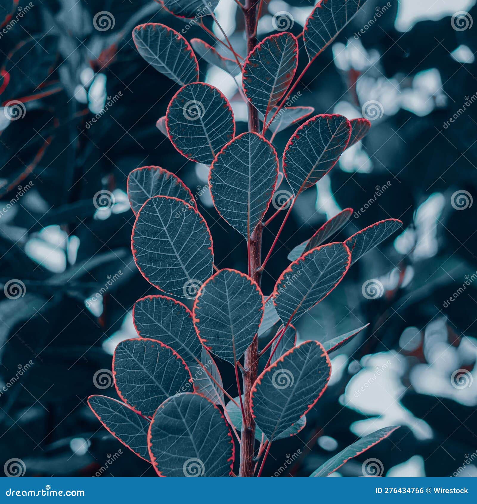 Close-up of a Tree Branch Covered in Dark Foliage with Bright Red Tips ...