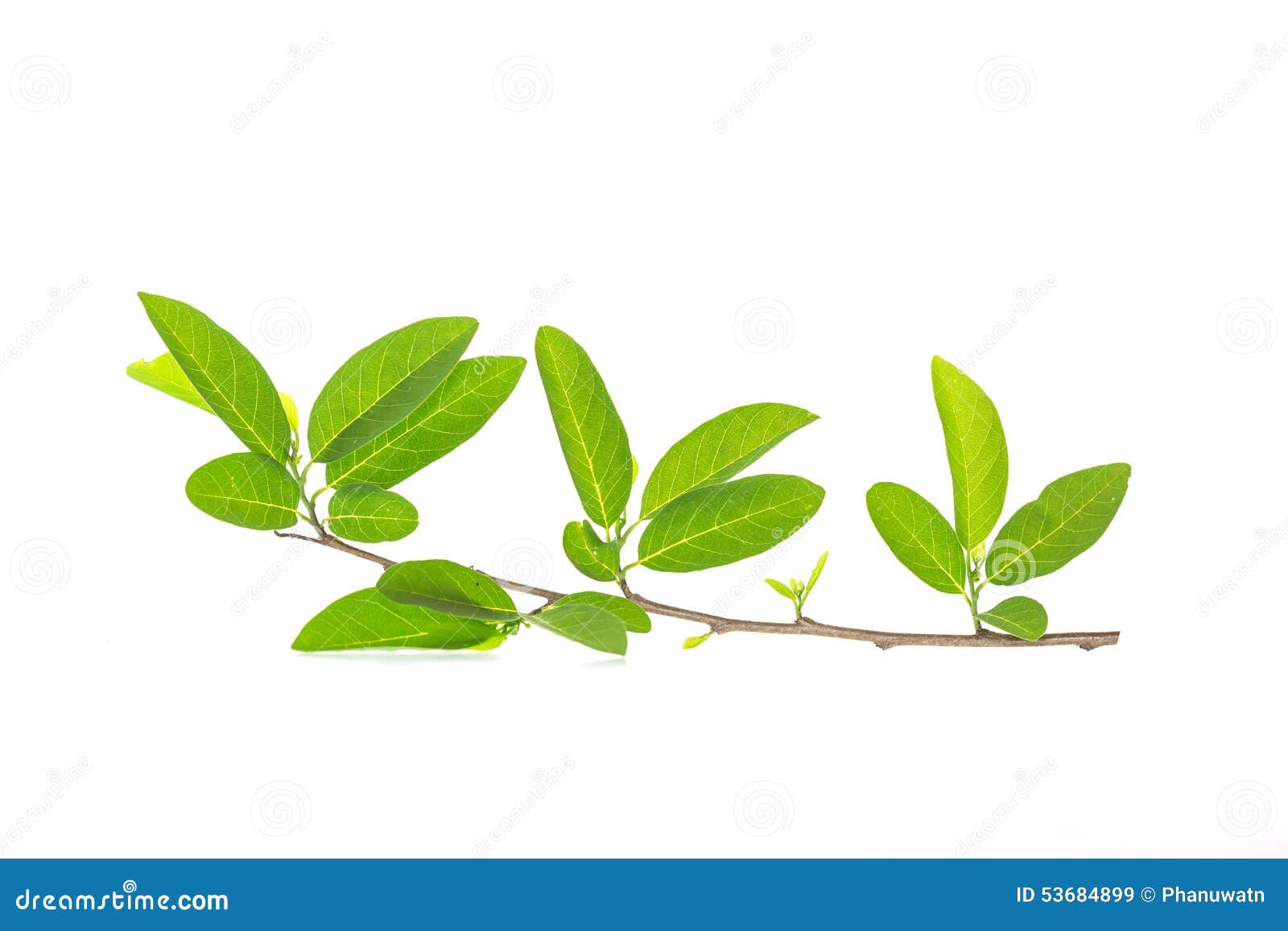 Close Up Tree Branch with Green Leaf Stock Image - Image of nature ...