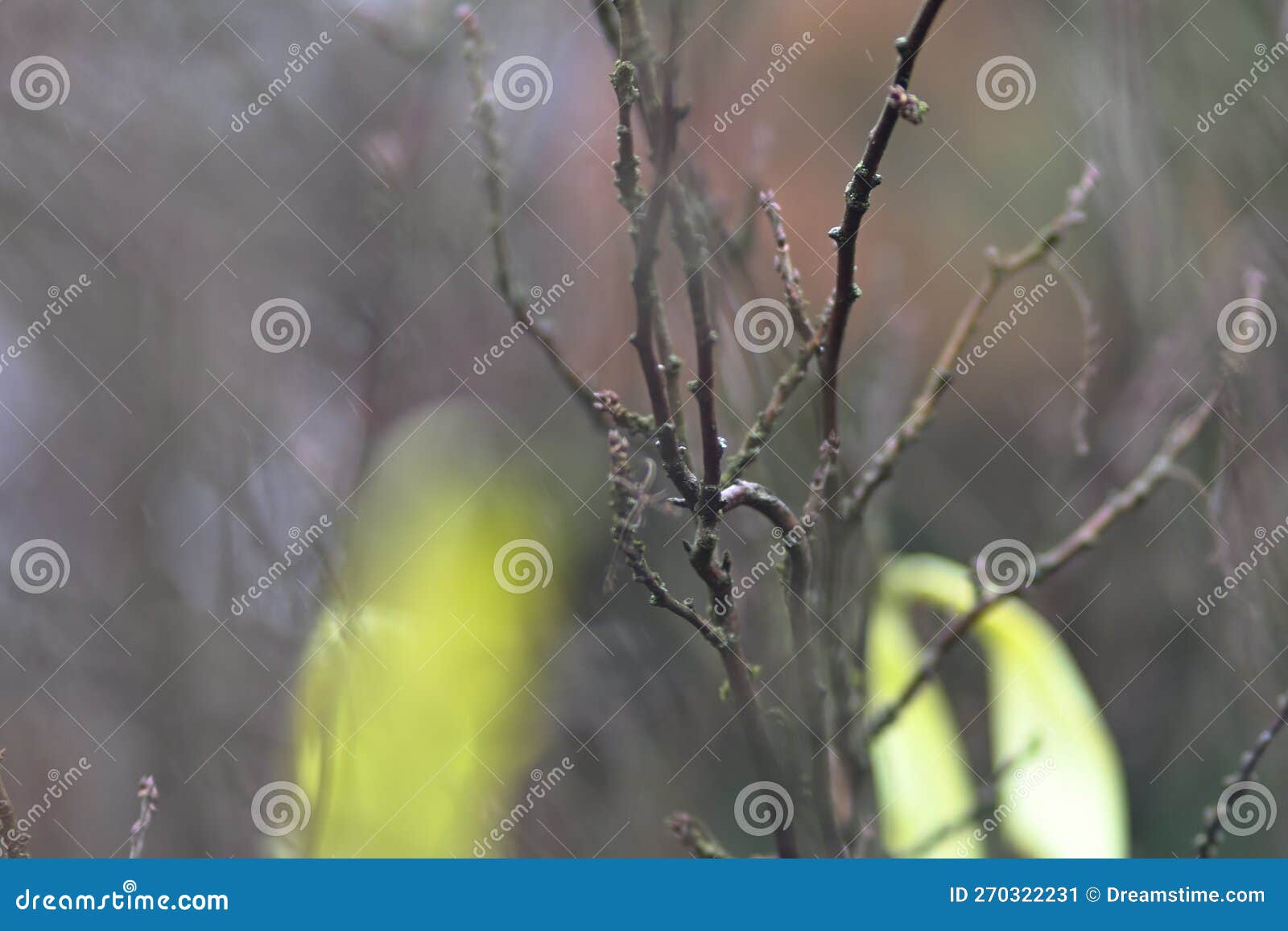 Close up of a tree branch stock image. Image of branch - 270322231