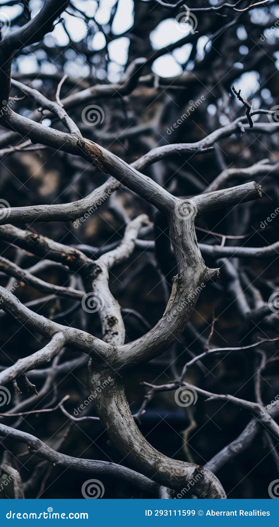A Close Up of a Tree Branch with No Leaves Stock Illustration ...