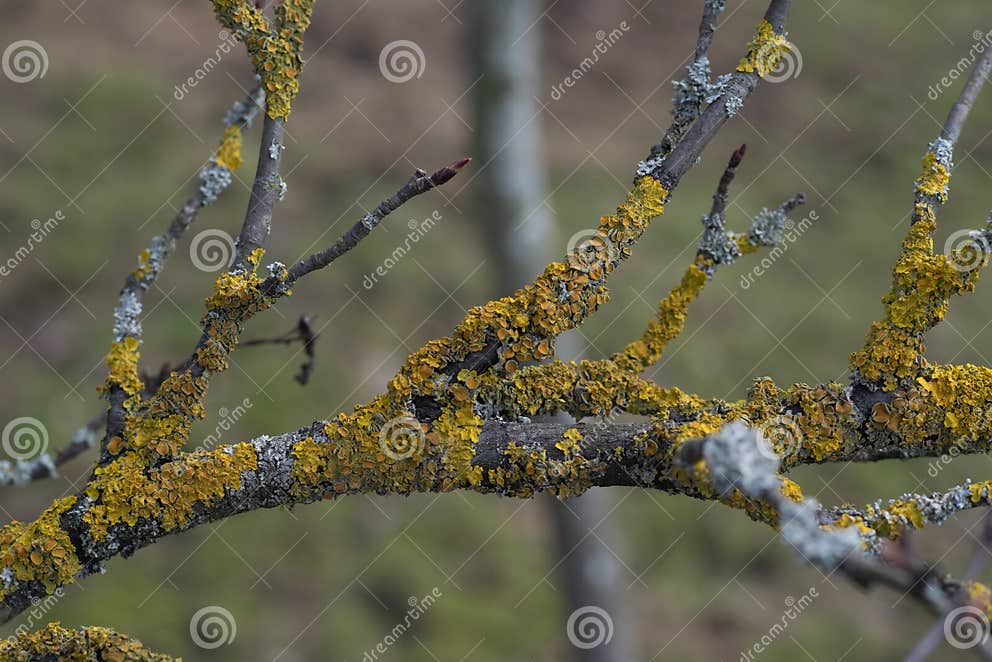 A Close-up of a Tree Branch Whose Bark is Infested with Golden Shield ...