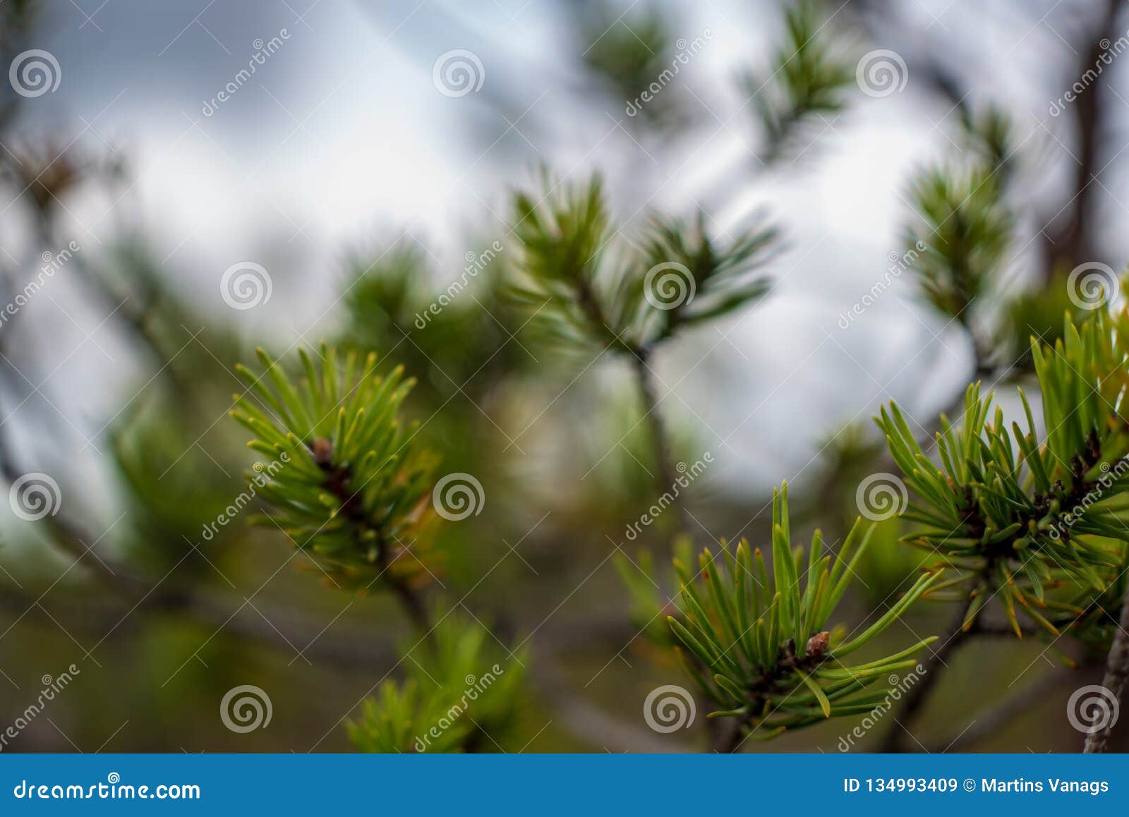Close Up Tree Branches in Autumn and Nature Details Abstract Stock ...