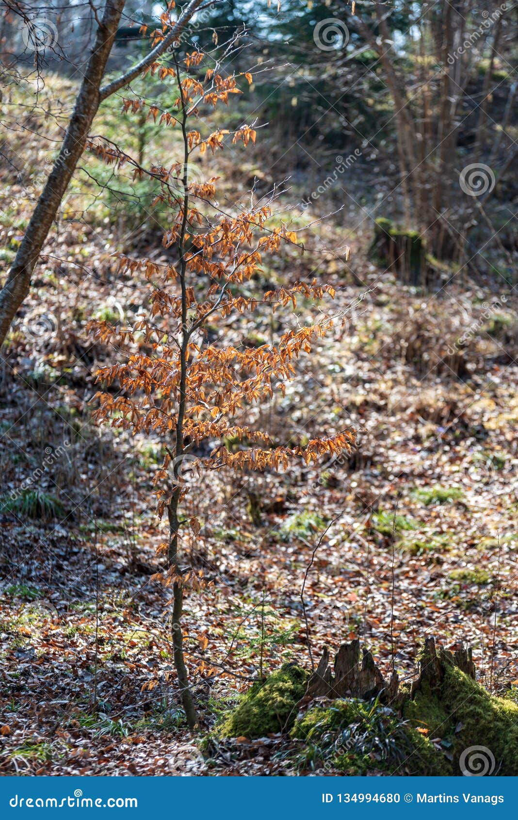 Close Up Tree Branches in Autumn and Nature Details Abstract Stock ...