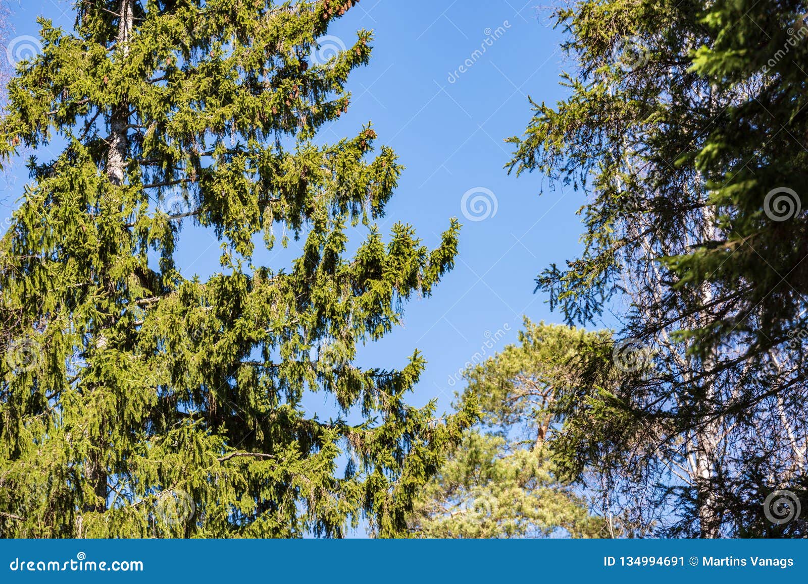 Close Up Tree Branches in Autumn and Nature Details Abstract Stock ...