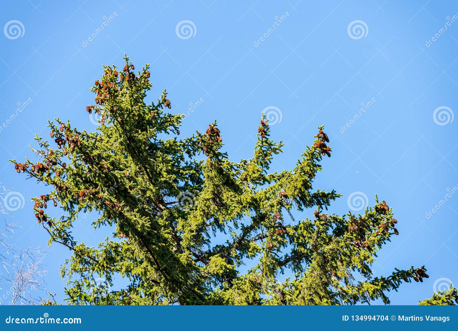 Close Up Tree Branches in Autumn and Nature Details Abstract Stock ...