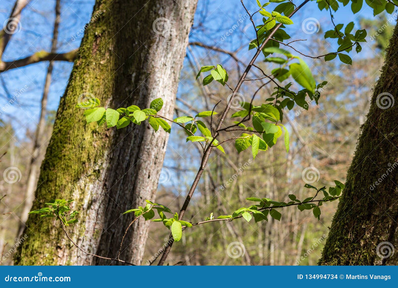 Close Up Tree Branches in Autumn and Nature Details Abstract Stock ...