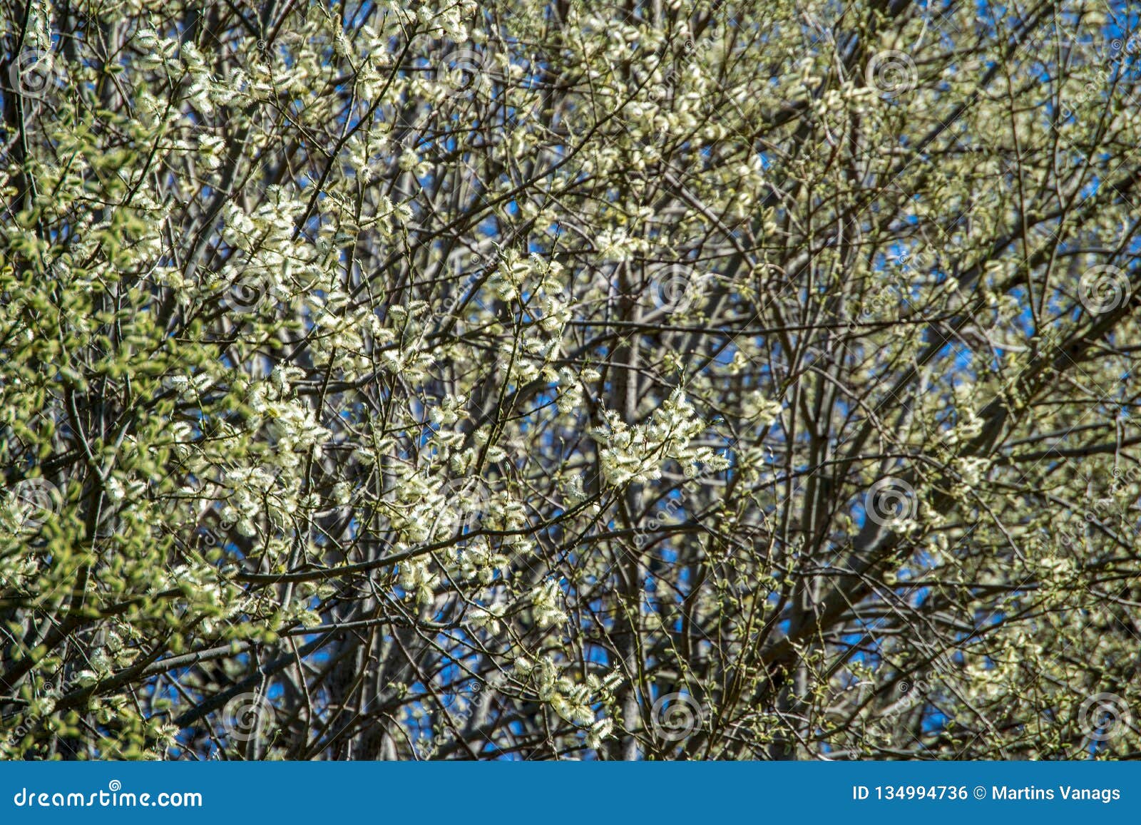 Close Up Tree Branches in Autumn and Nature Details Abstract Stock ...