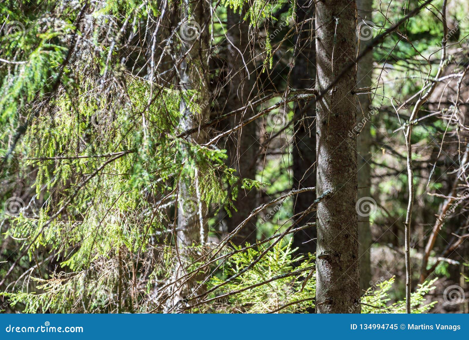 Close Up Tree Branches in Autumn and Nature Details Abstract Stock ...